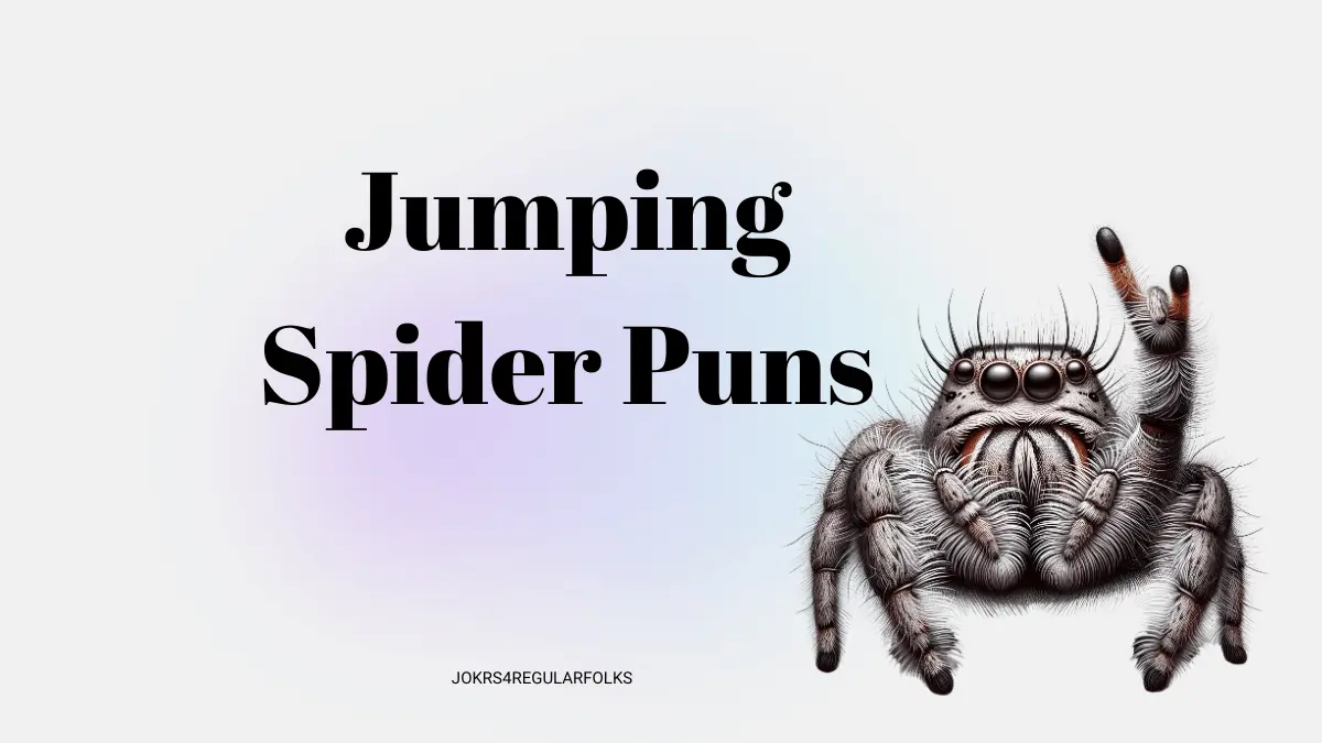 Jumping Spider Jokes and Puns | OUR JOKES ARE BETTER